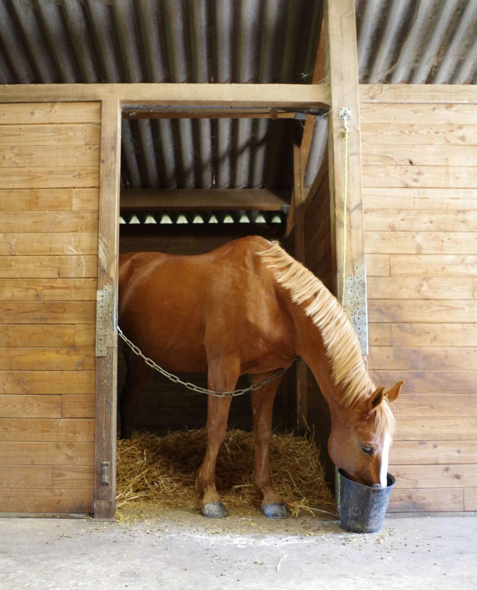 Pension Chevaux - Les Ecuries De Pénélope Lyon